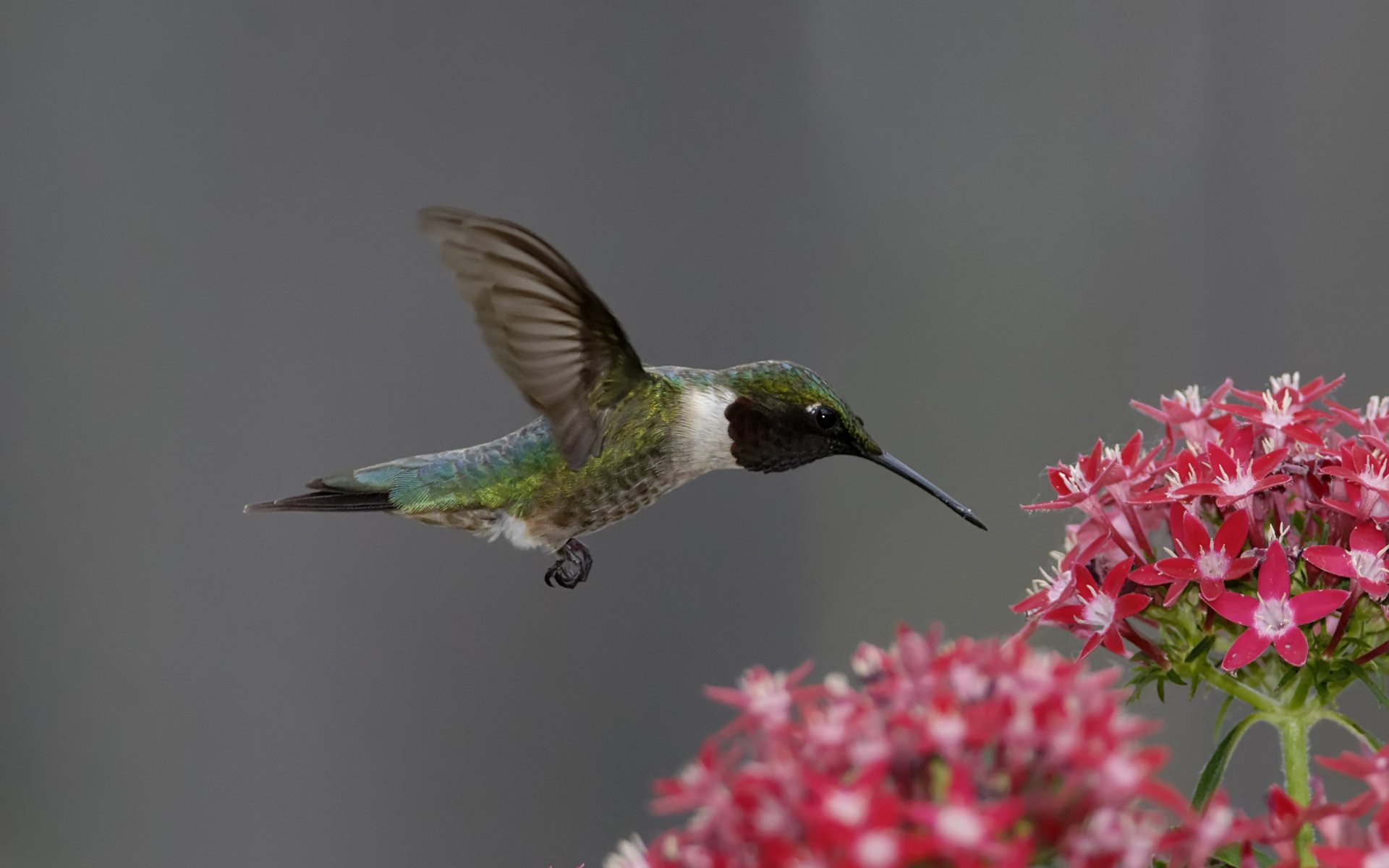 hummingbird wallpaper,bird,hummingbird,beak,wing,ruby throated ...