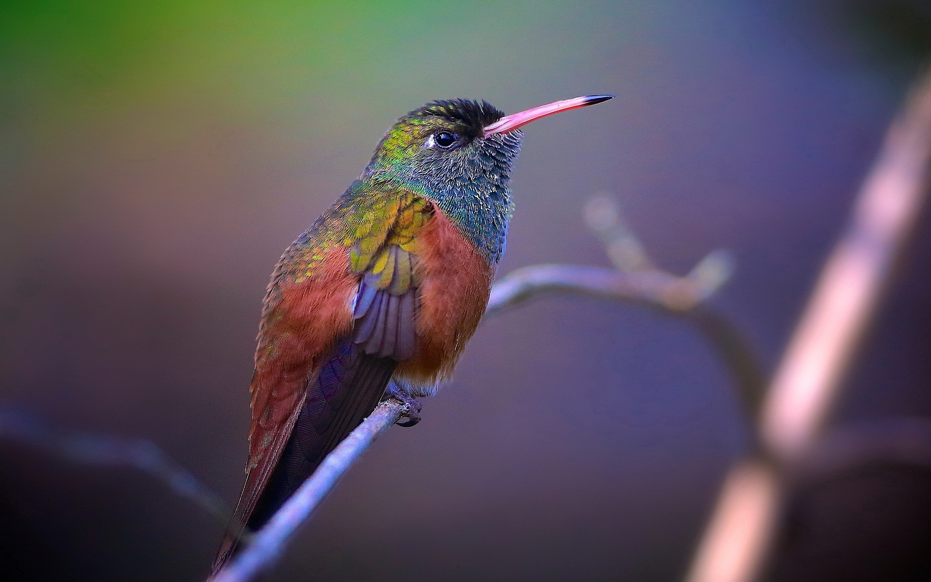 hummingbird wallpaper,bird,hummingbird,beak,rufous hummingbird,jacamar ...