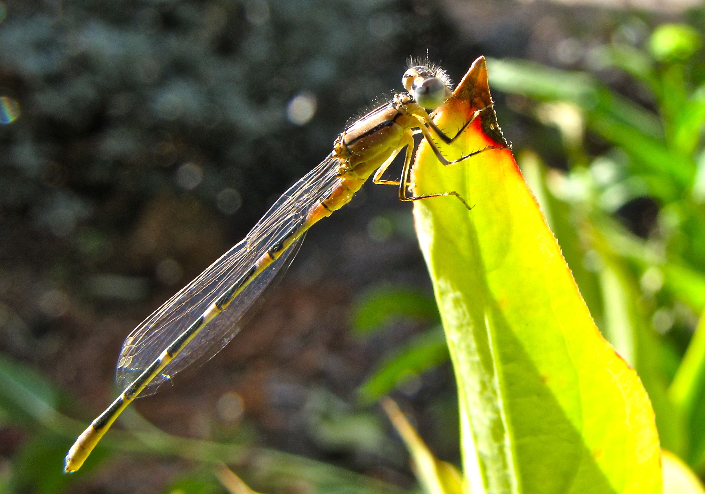 carta da parati libellula,libellula,insetto,damselfly,libellule e ...