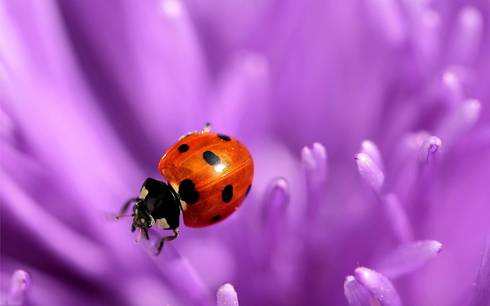 ladybug wallpaper,insect,ladybug,macro photography,purple,petal ...