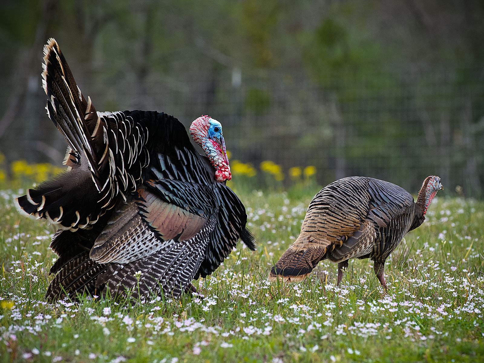 turkey wallpaper,bird,wild turkey,vertebrate,domesticated turkey,turkey ...