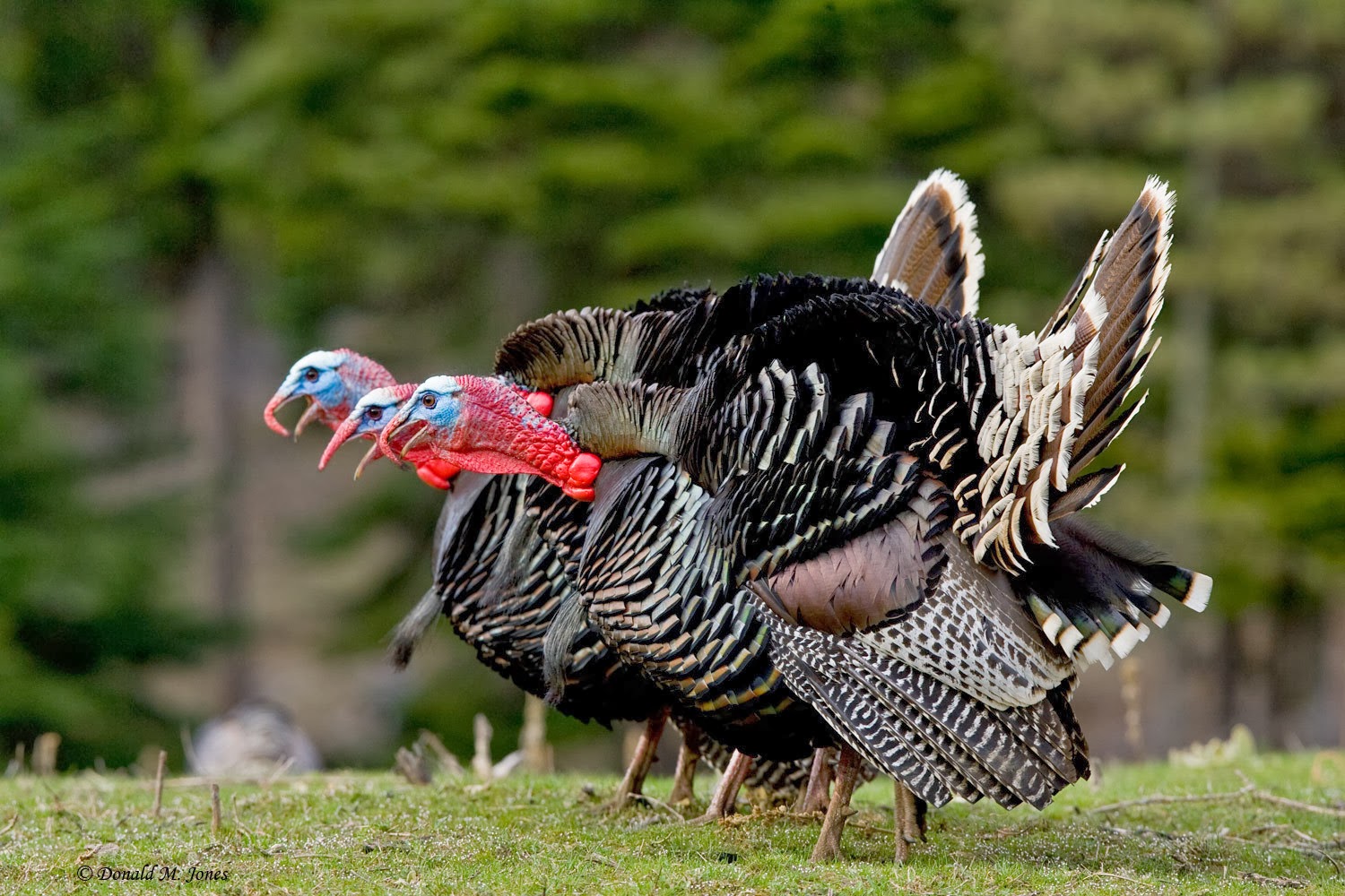 turkey wallpaper,domesticated turkey,bird,vertebrate,wild turkey,turkey ...