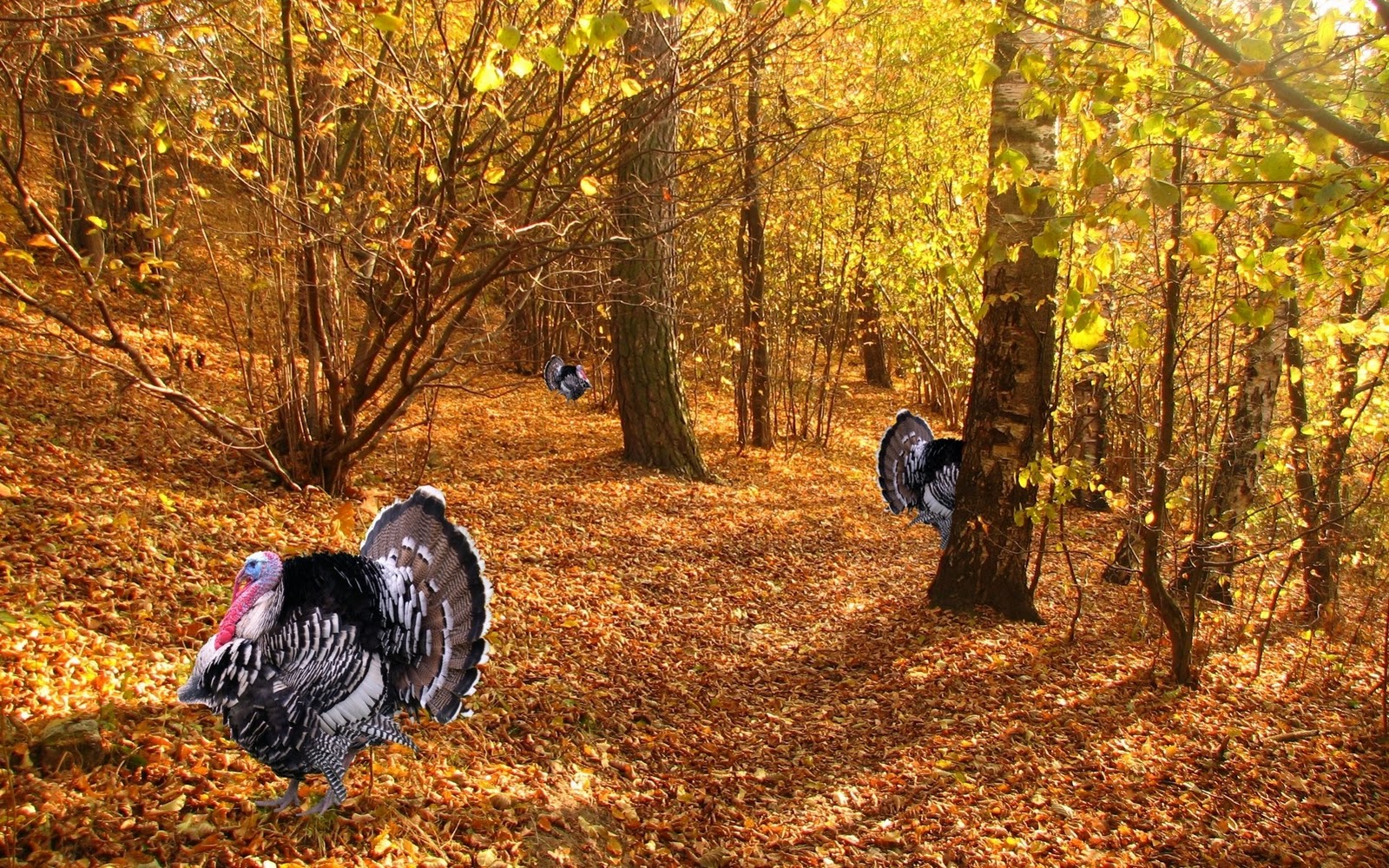 turkey wallpaper,nature,tree,wild turkey,natural landscape,galliformes ...