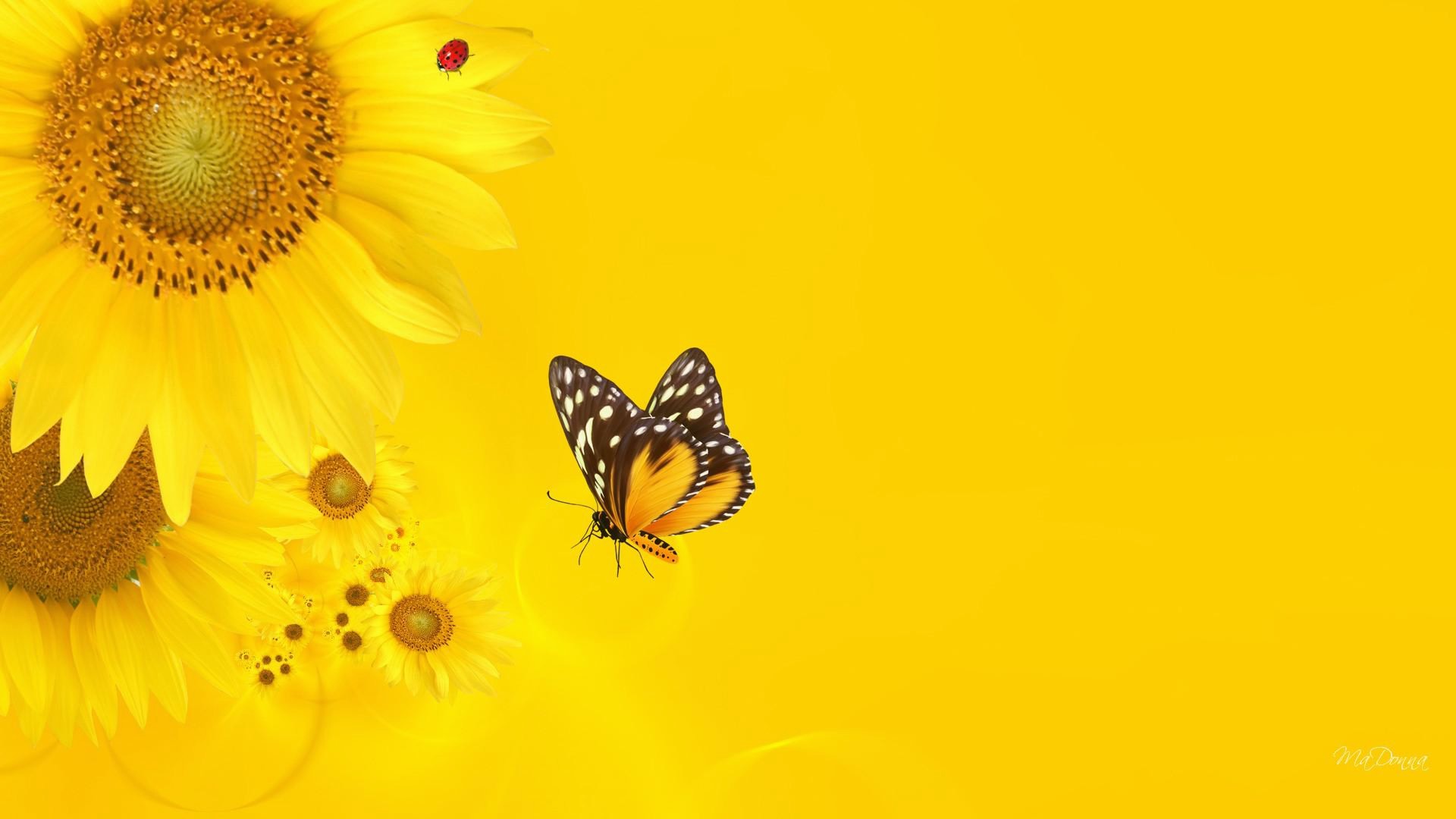 sunshine wallpaper,butterfly,cynthia (subgenus),insect,yellow,moths and ...