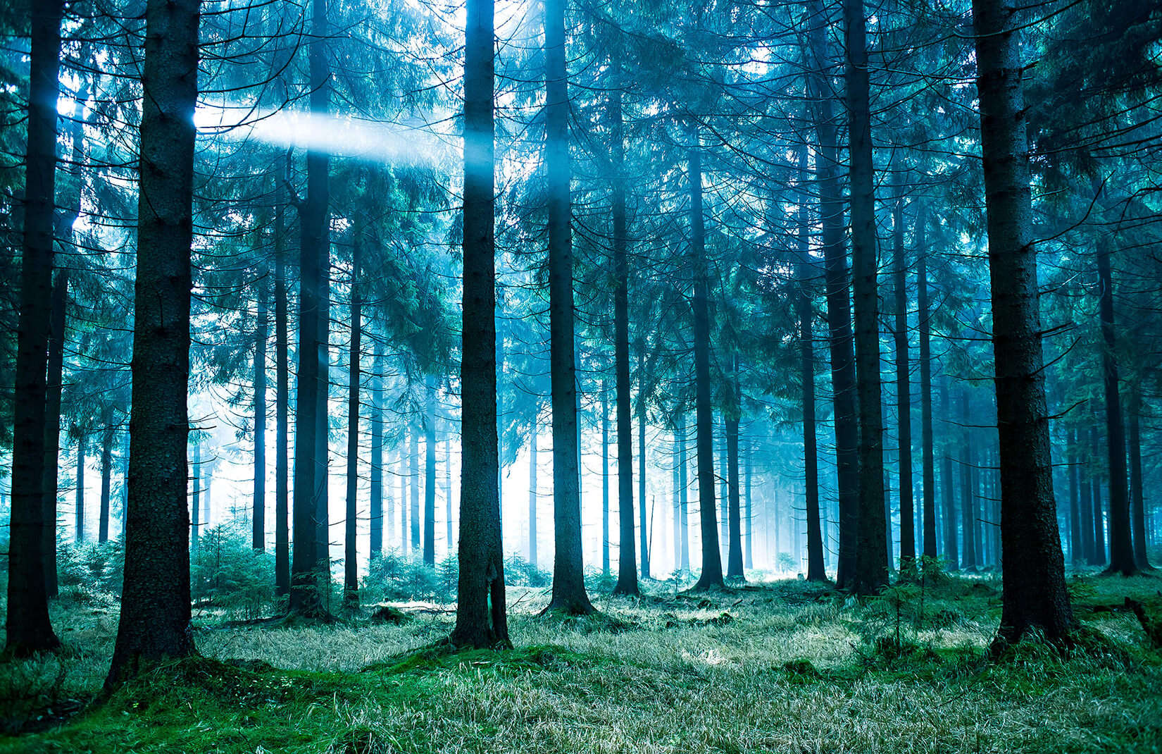 wallpaper scene,forest,tree,natural landscape,nature,natural ...