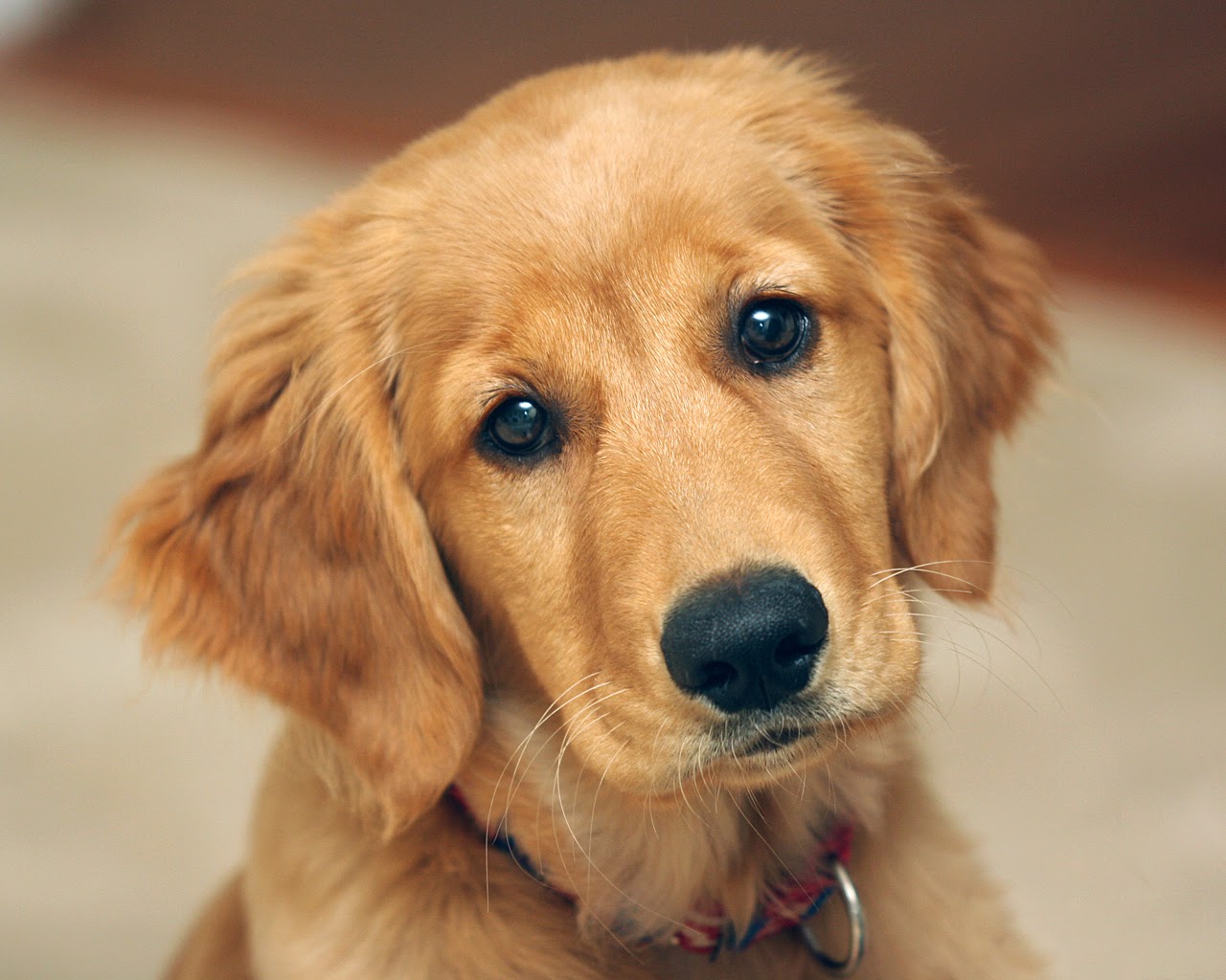 carta da parati golden retriever,cane,golden retriever,cucciolo,cane da ...