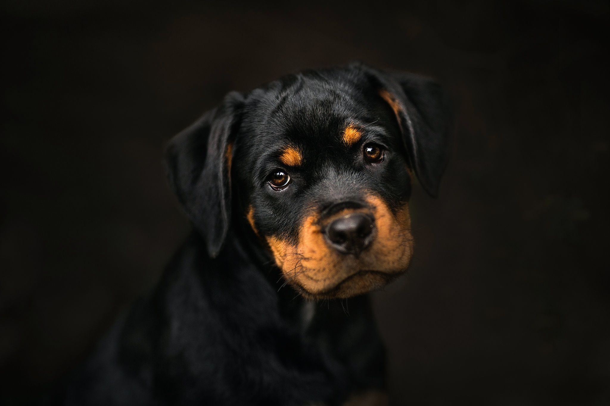 papel pintado rottweiler,perro,rottweiler,hocico,perro de trabajo ...