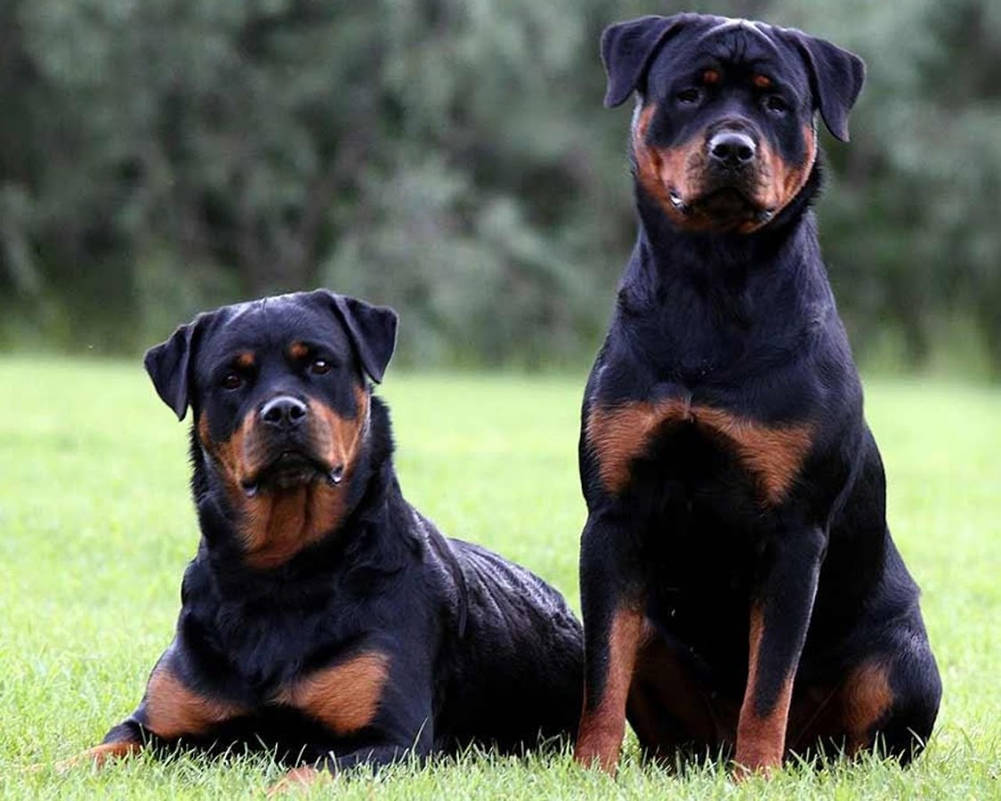 rottweiler wallpaper,dog,mammal,vertebrate,dog breed,canidae (#94258 ...