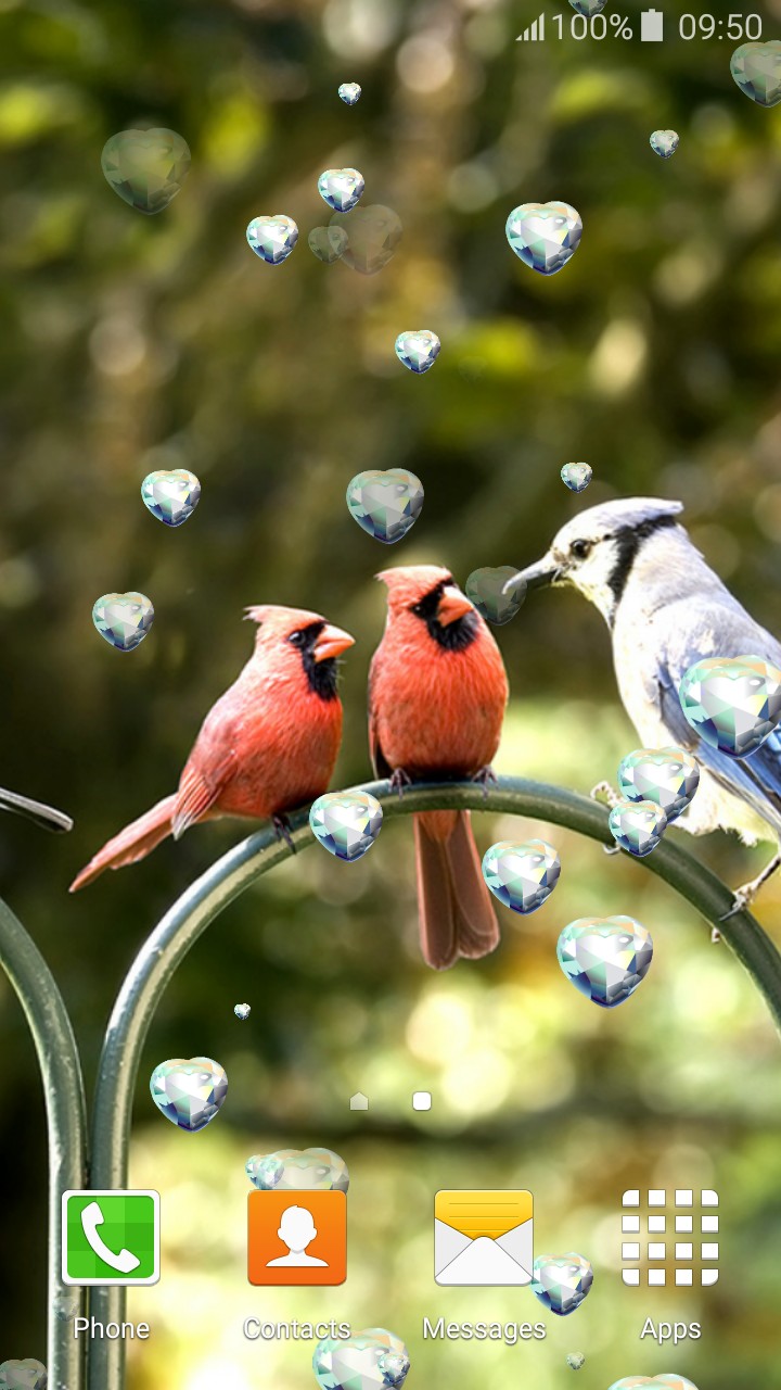 birds live wallpaper,bird,adaptation,branch,perching bird,beak (#94590 ...