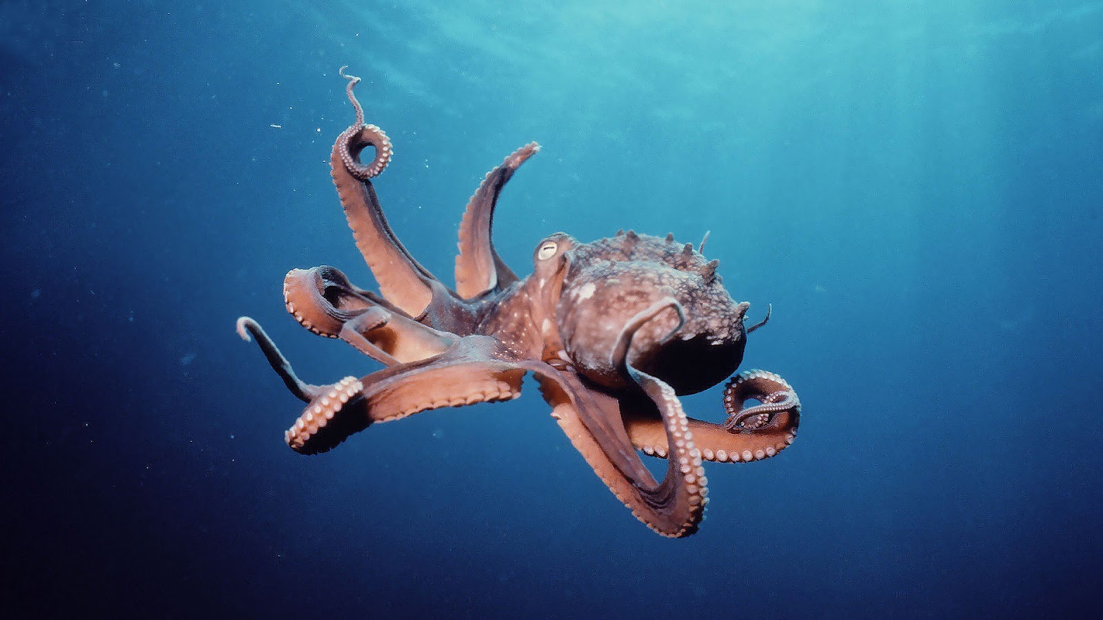 Http - //4 - Bp - Blogspot - Com/ Octopus Wallpaper - Animals That Has ...