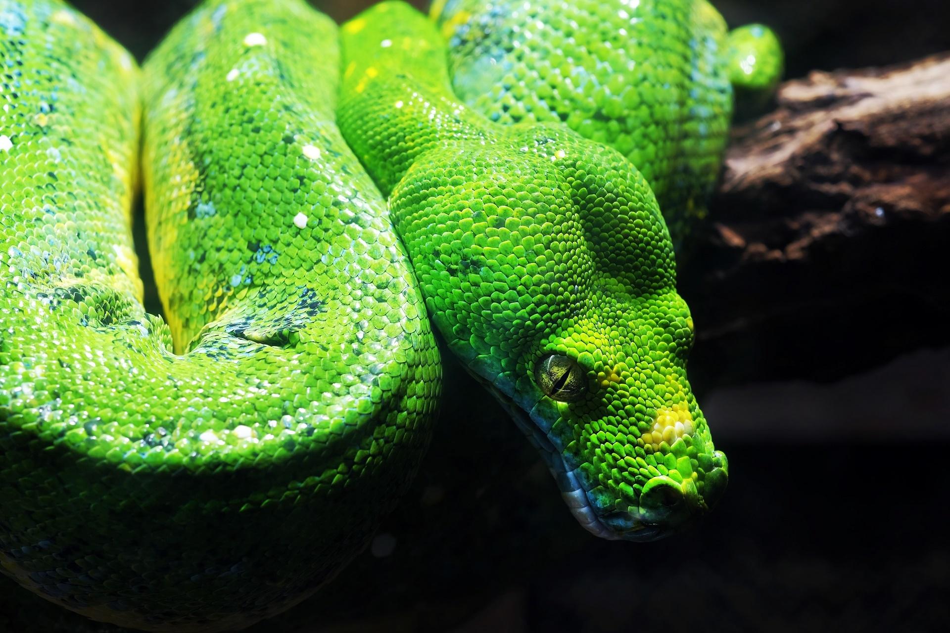 Green Tree Python Iphone Backgrounds- WallpaperUse
