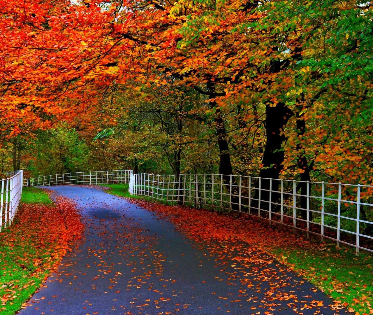 beautiful wallpaper photos,natural landscape,leaf,tree,nature,autumn ...