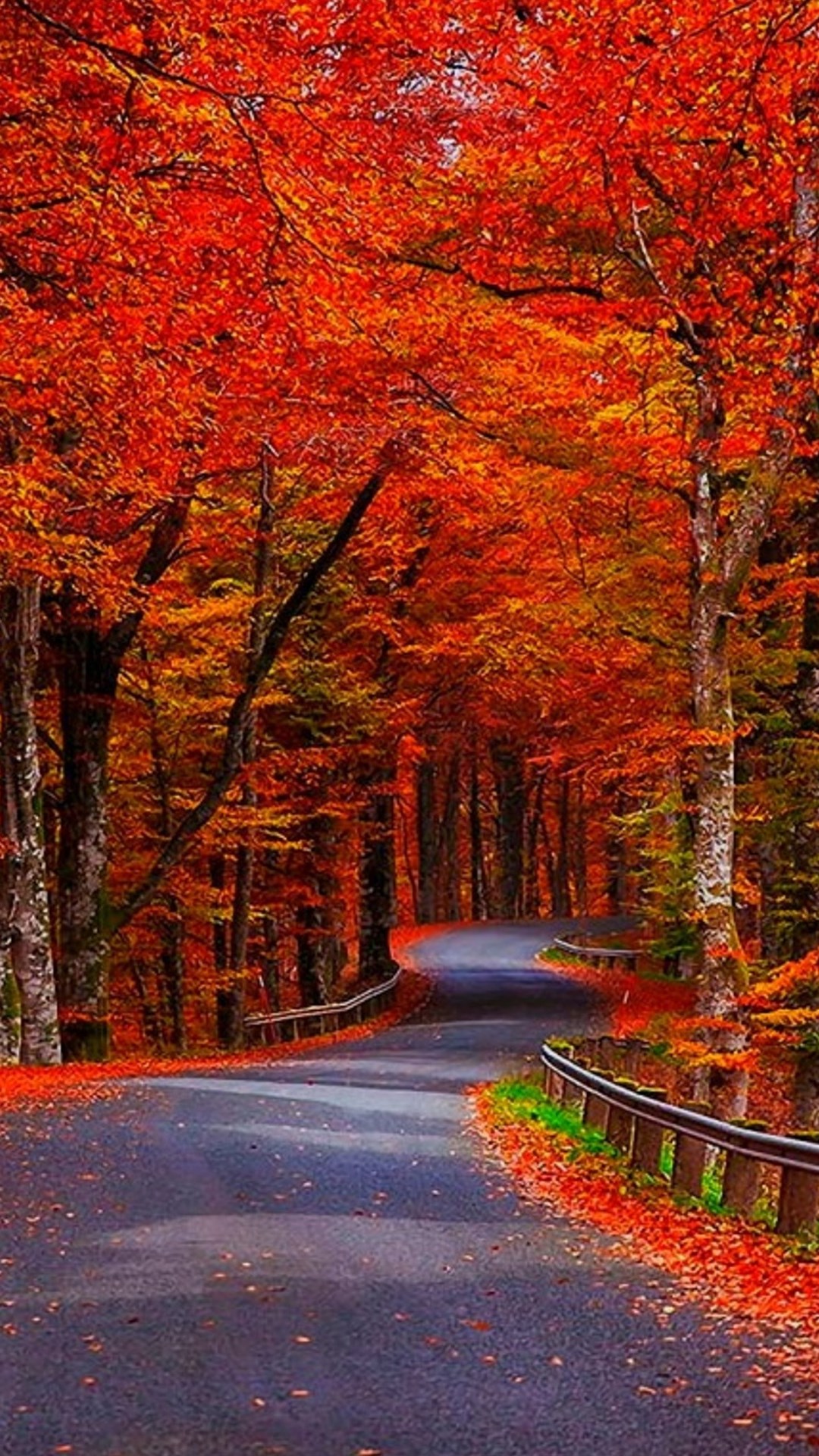 Red Autumn Trees- WallpaperUse