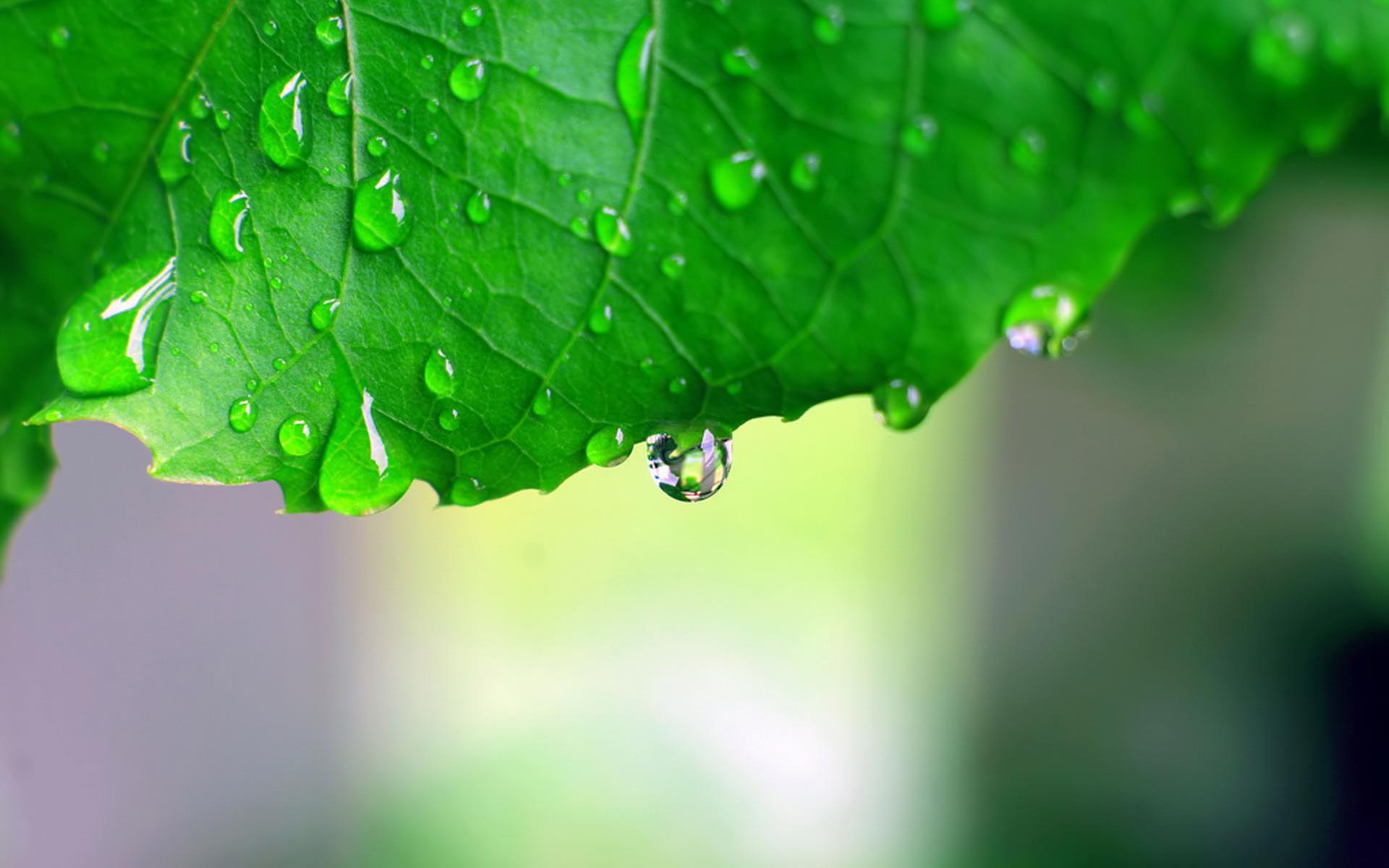 Monsoon Leaf - Water Dripping From Leaves- WallpaperUse