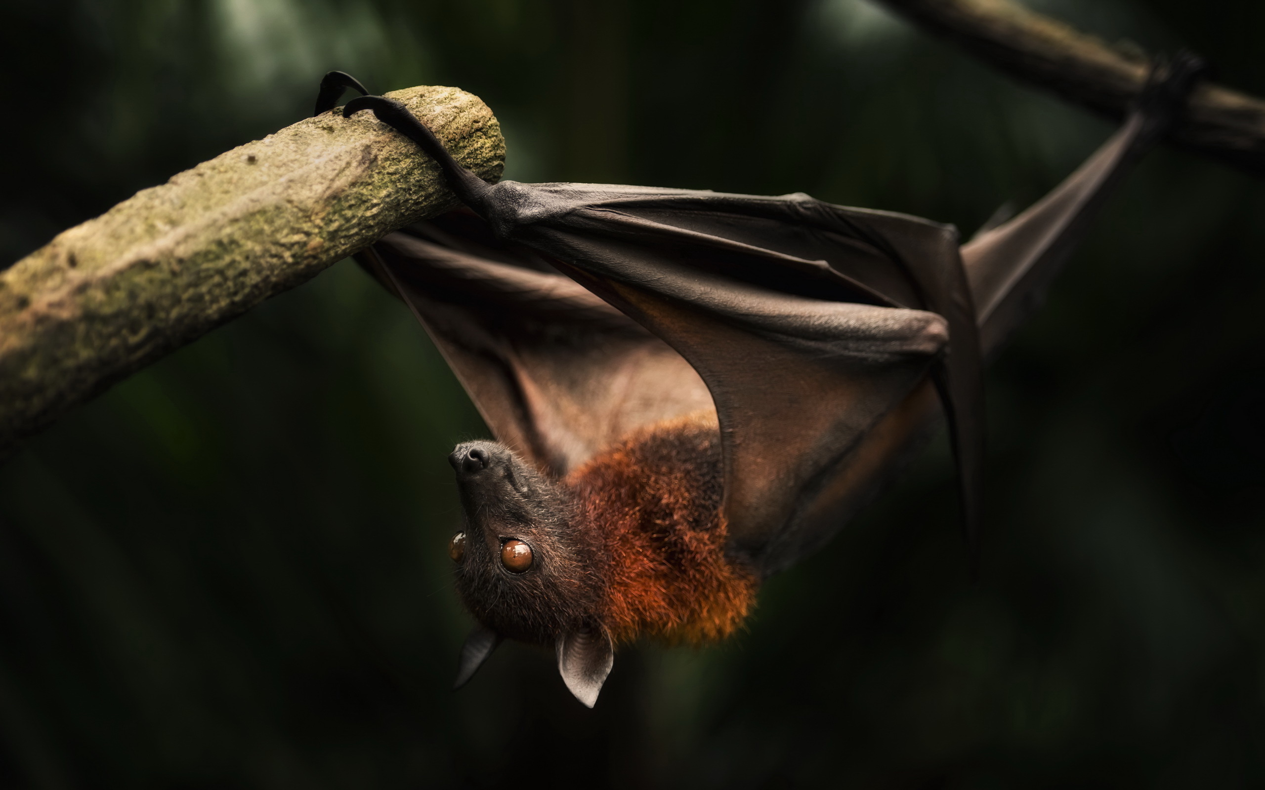 392177 Title Animal Bat Birds Bats Wallpaper - Bat Wallpaper Hd ...