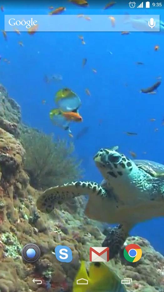 Sea Turtle Live Wallpaper - Marine Biology- WallpaperUse