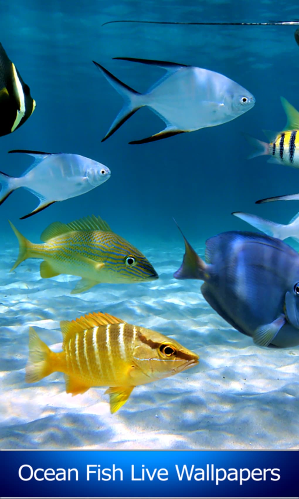 sea live wallpaper,fish,fish,marine biology,fin,organism (#921497 ...