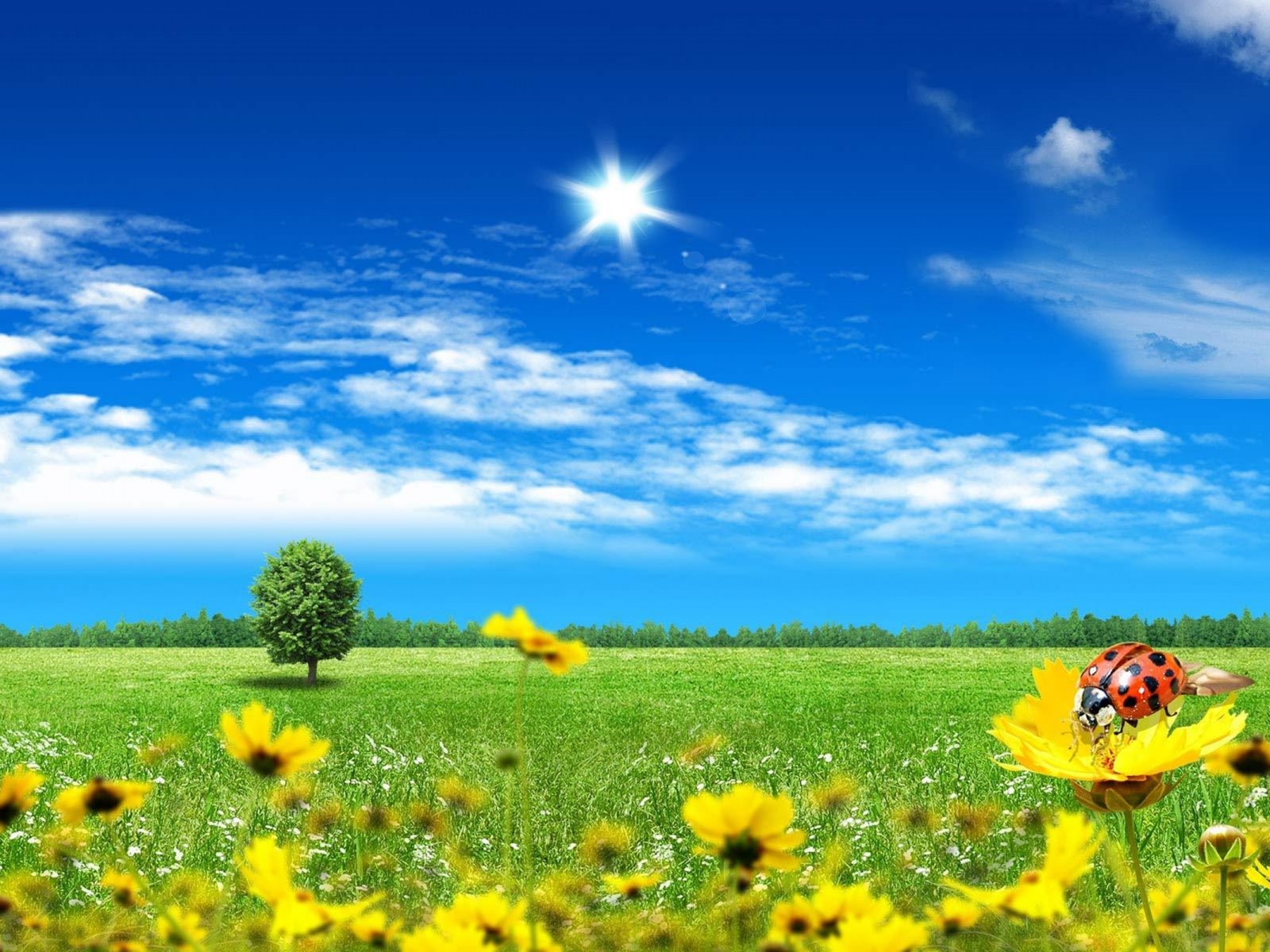 Beautiful Sunny Day Background- WallpaperUse