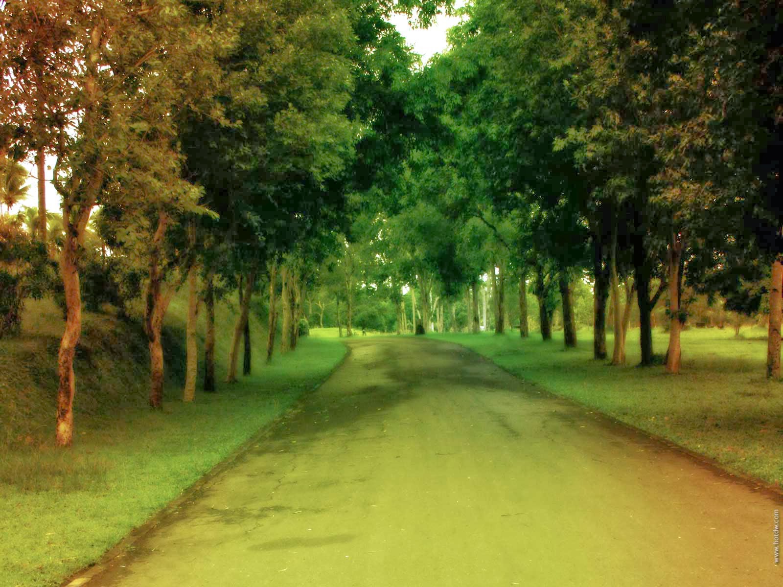 nachural wallpaper,natural landscape,tree,nature,green,light (#926287 ...