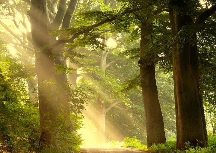 nachural tapete,natürliche landschaft,natur,baum,sonnenlicht,wald ...