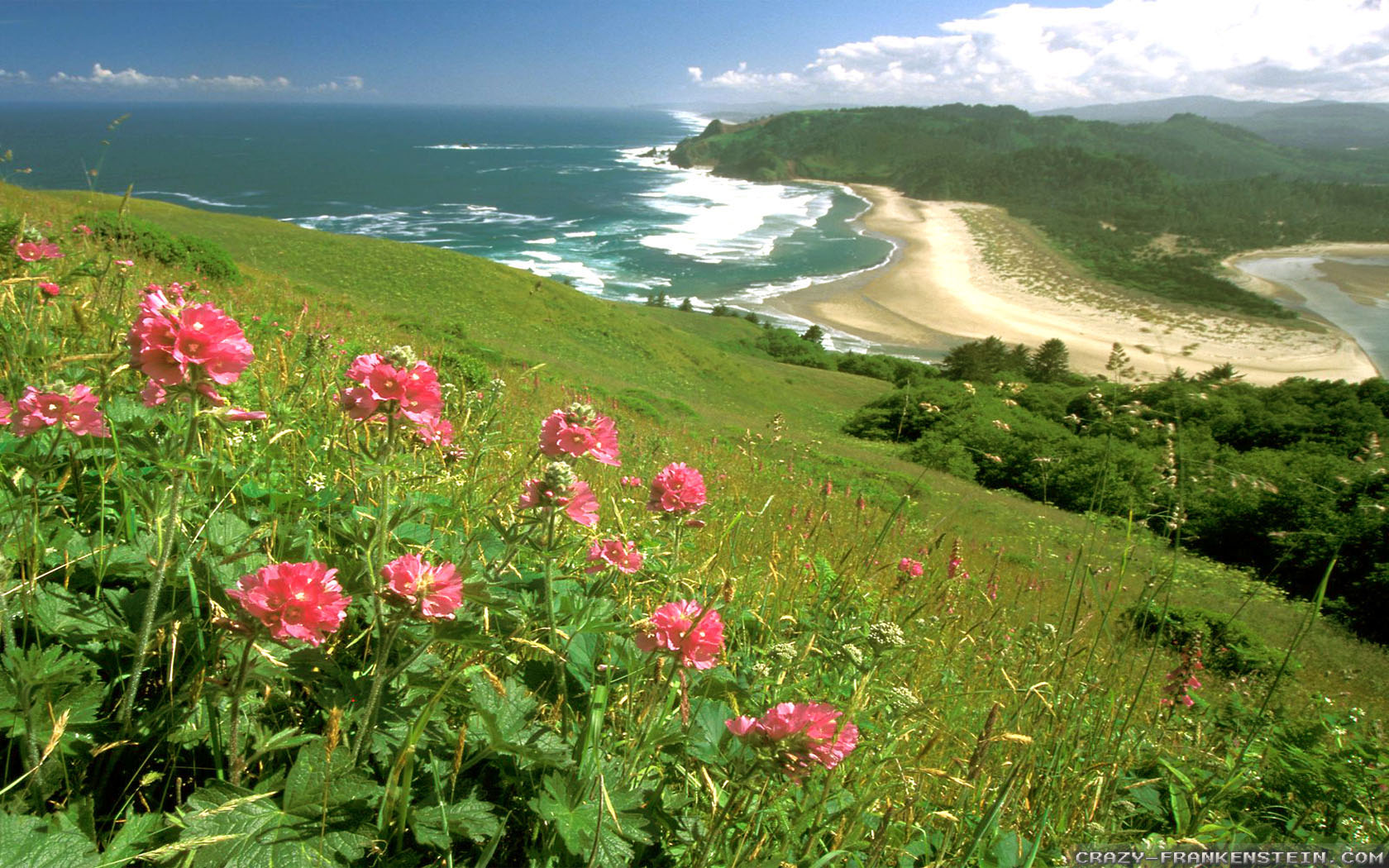 nachural hd wallpaper,natural landscape,flower,nature,vegetation,plant ...