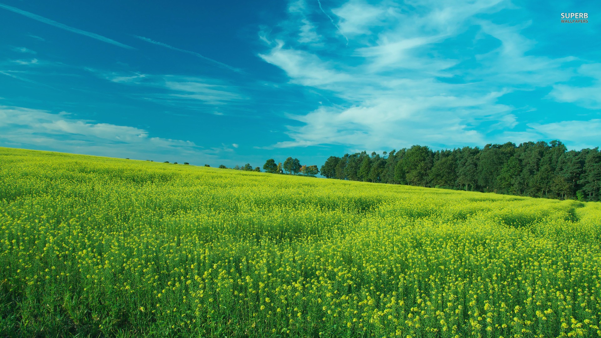 field wallpaper,natural landscape,grassland,green,people in nature,sky ...