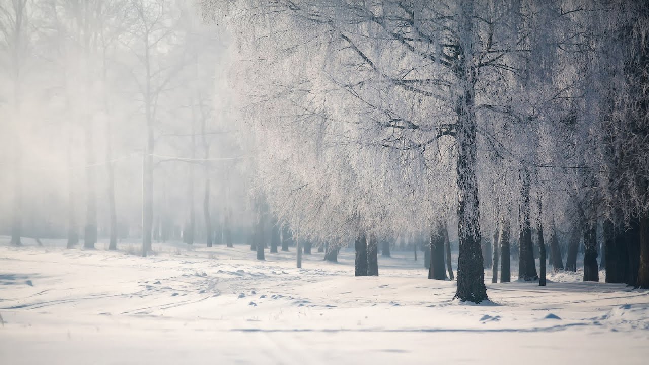 snowfall wallpaper,winter,tree,snow,nature,natural landscape (#930935 ...