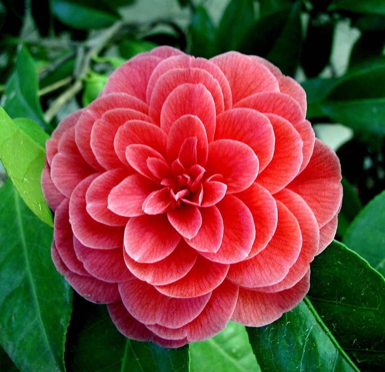 gambar wallpaper bunga,flower,flowering plant,plant,petal,japanese ...