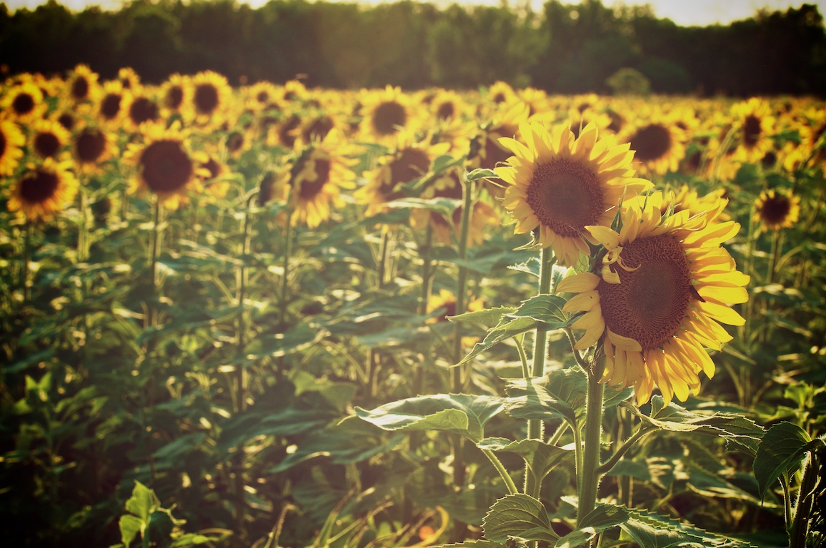 august wallpaper,sunflower,nature,flower,yellow,sunflower (#937862 ...