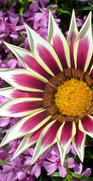 gulab ka phool wallpaper,flower,flowering plant,petal,plant,gazania ...