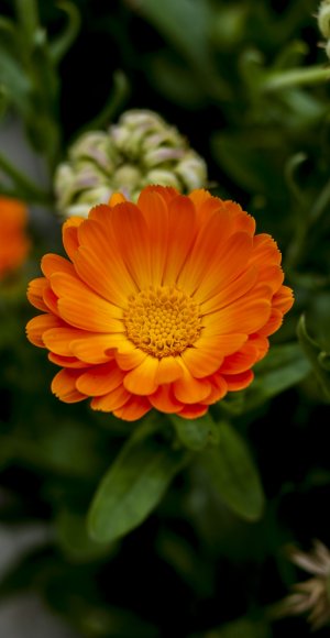 gulab ka phool wallpaper,flower,flowering plant,petal,plant,english ...