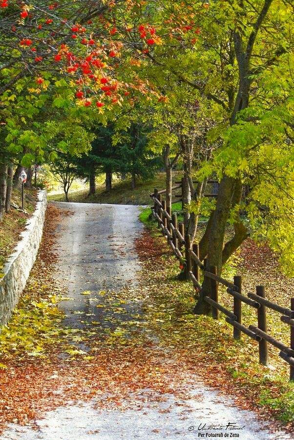 status wallpaper,tree,natural landscape,nature,leaf,autumn (#946248 ...