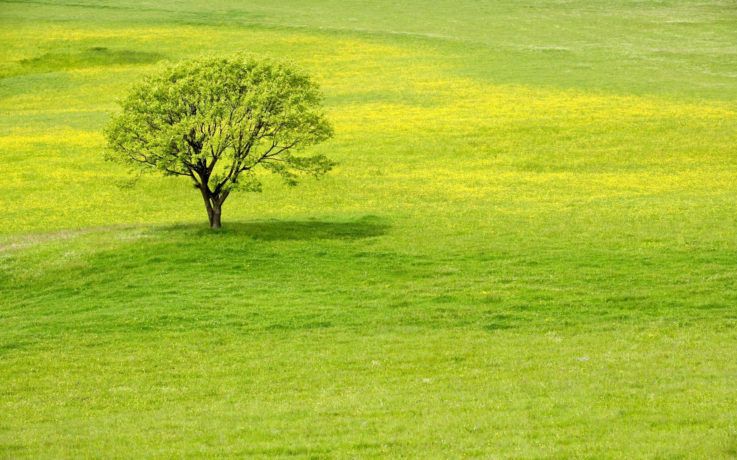 Beautiful Tree In Greenery Wallpaper - High Resolution Green Field Hd ...