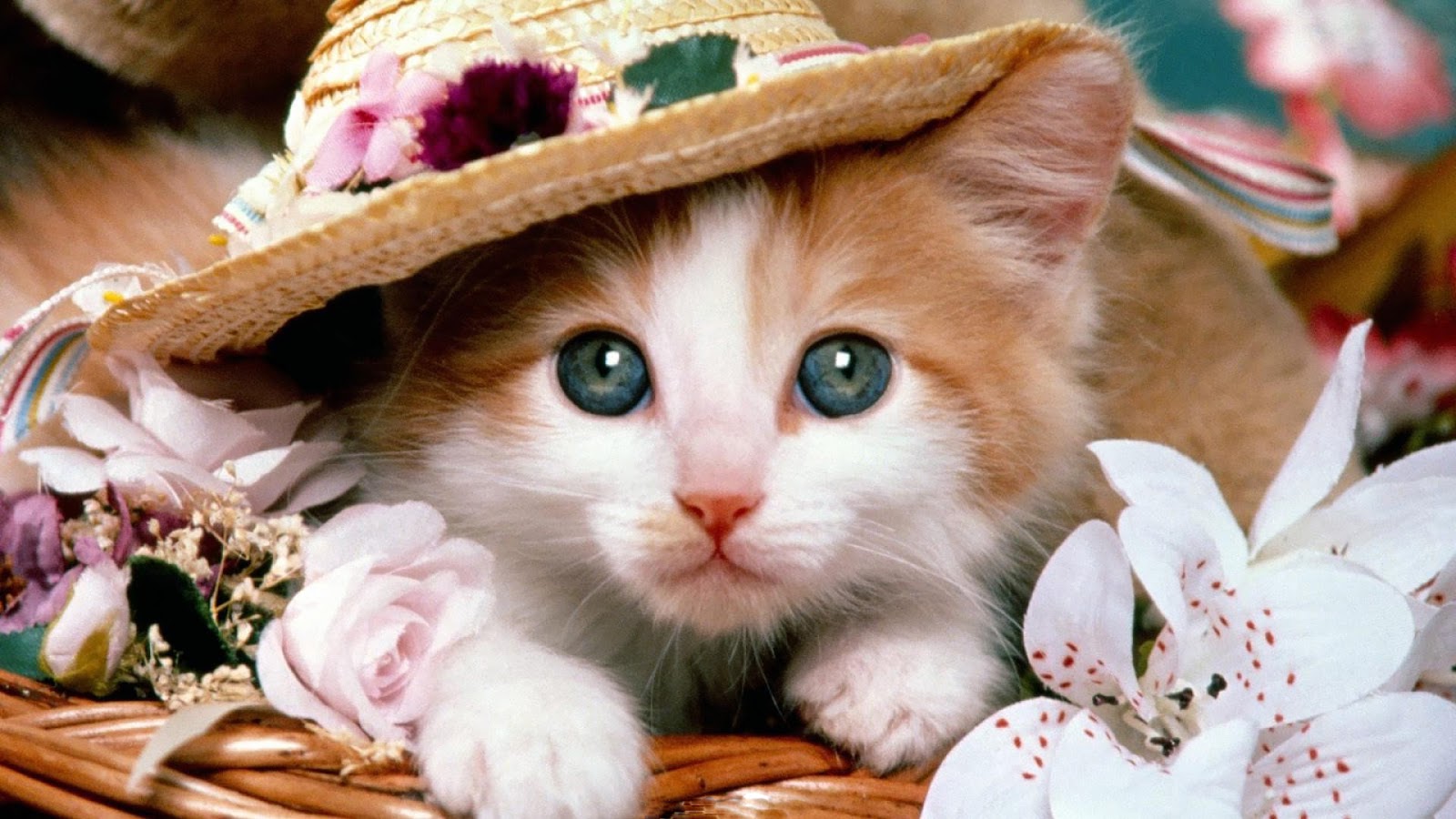Wallpaper Kucing Lucu Dan Imut - Beautiful Cat Wallpaper Hd- WallpaperUse