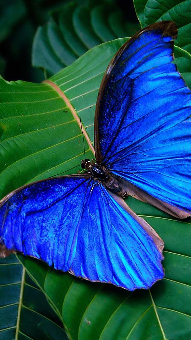 carta da parati farfalla blu,la farfalla,blu,insetto,falene e farfalle ...