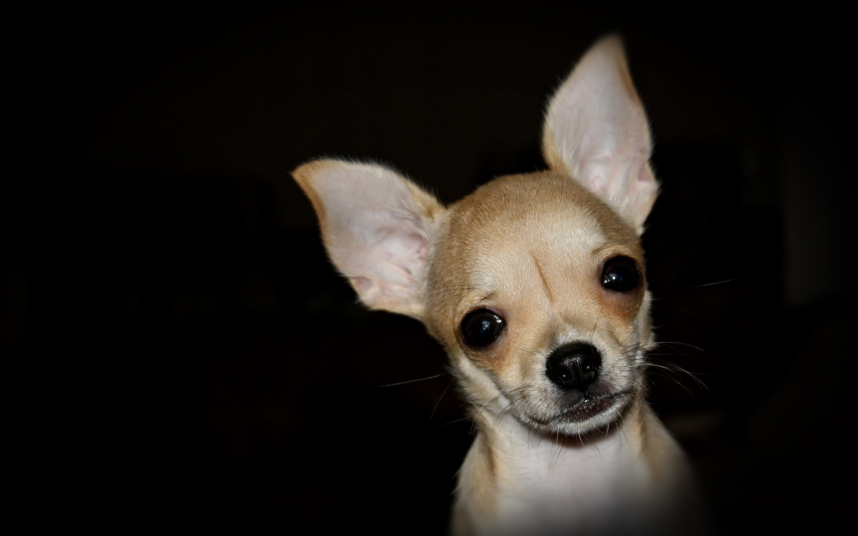 Chihuahua Wallpaper 838563 Data-src - Wallpaper- WallpaperUse