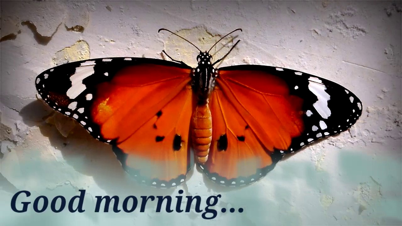 good morning live wallpaper,moths and butterflies,butterfly,monarch ...