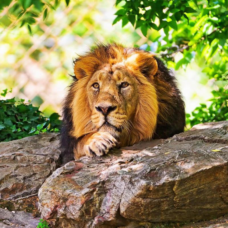 Subdued Animal- WallpaperUse