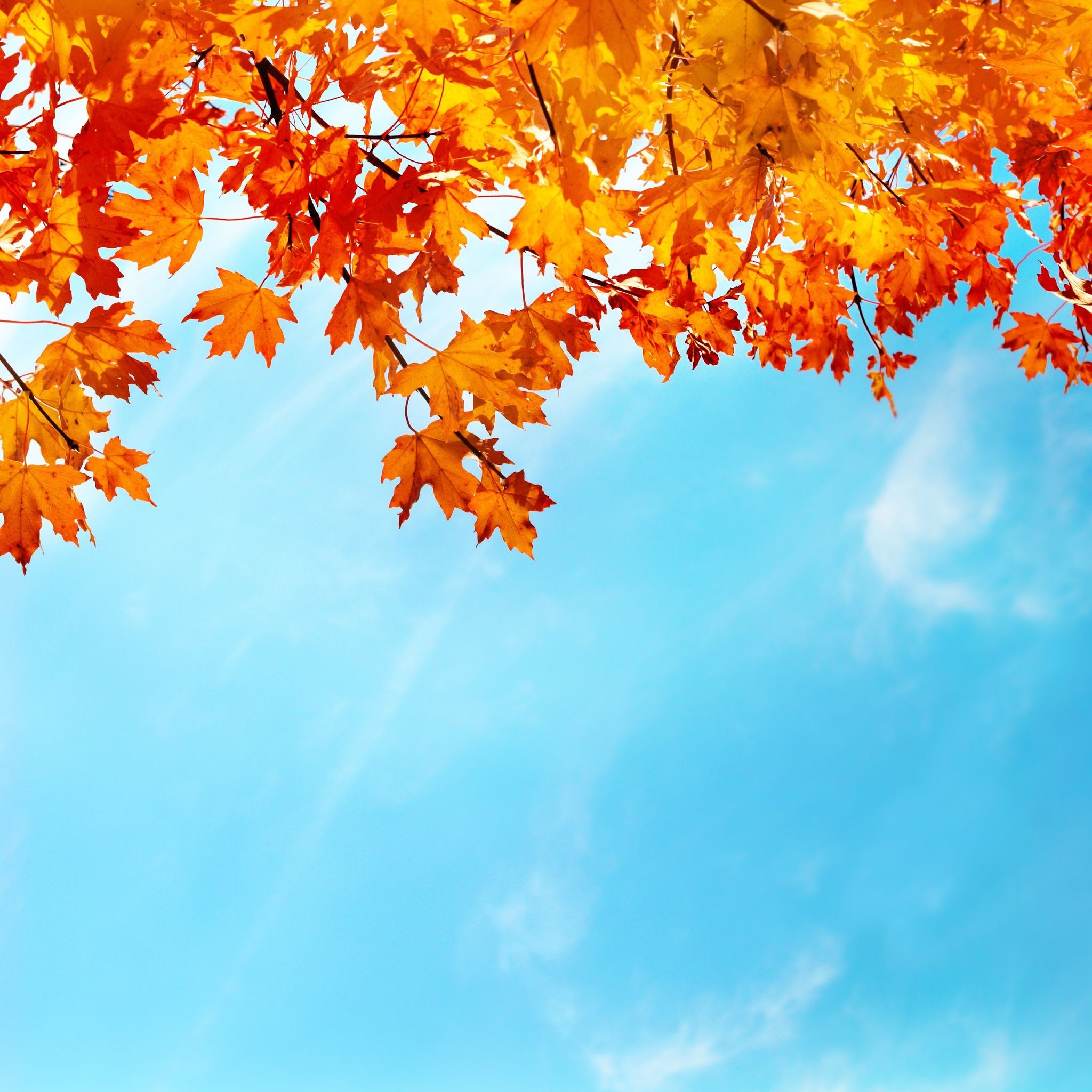 Fall Leaves Blue Sky- WallpaperUse