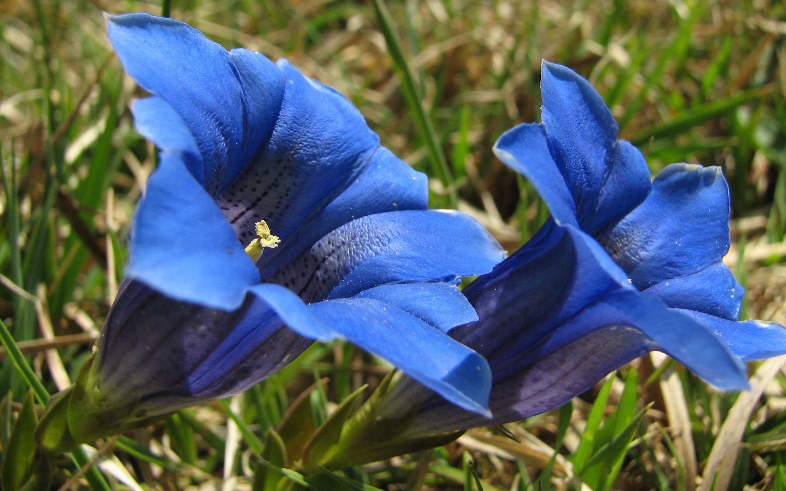 blumen wallpaper,flower,stemless gentian,blue,plant,flowering plant ...