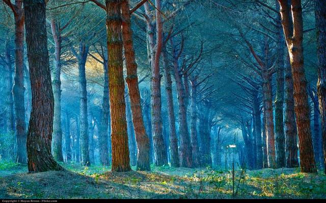 best home screen wallpaper,natural landscape,tree,nature,forest,old ...