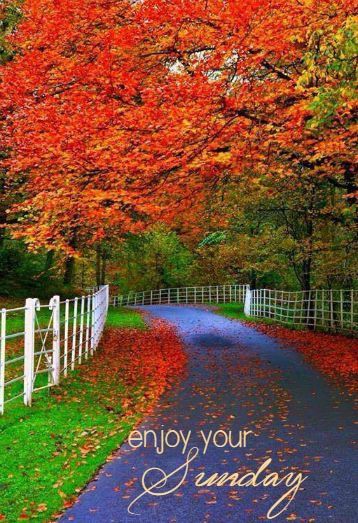 Nature Happy Sunday Good Morning- WallpaperUse