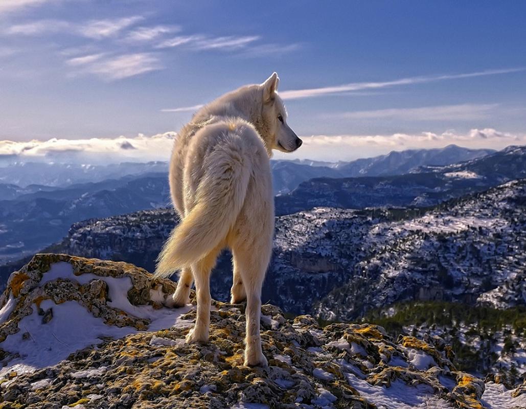 Wolves On A Hill- WallpaperUse
